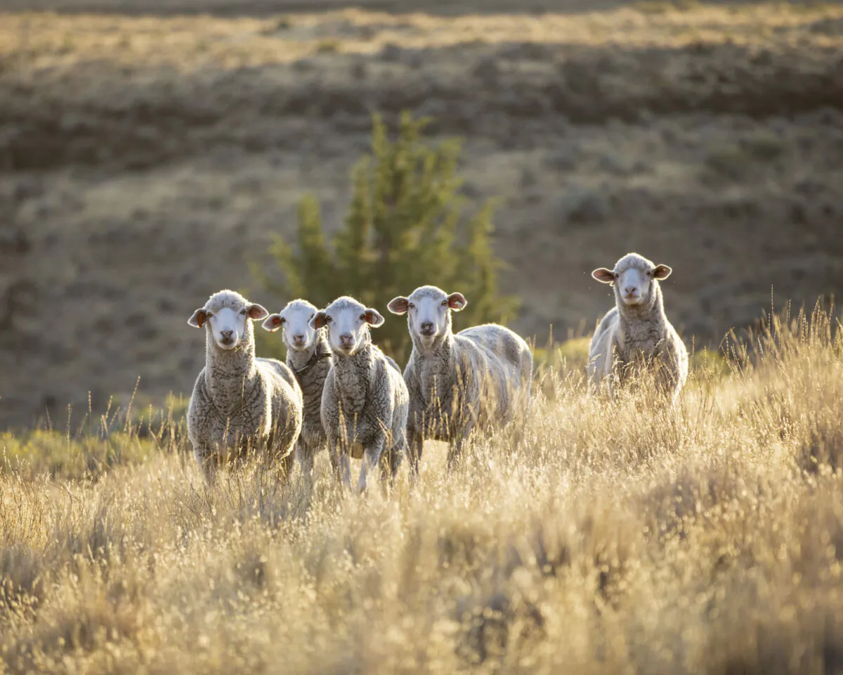How an Oregon Sheep Ranch Is Carrying on the Heritage of American Wool ...