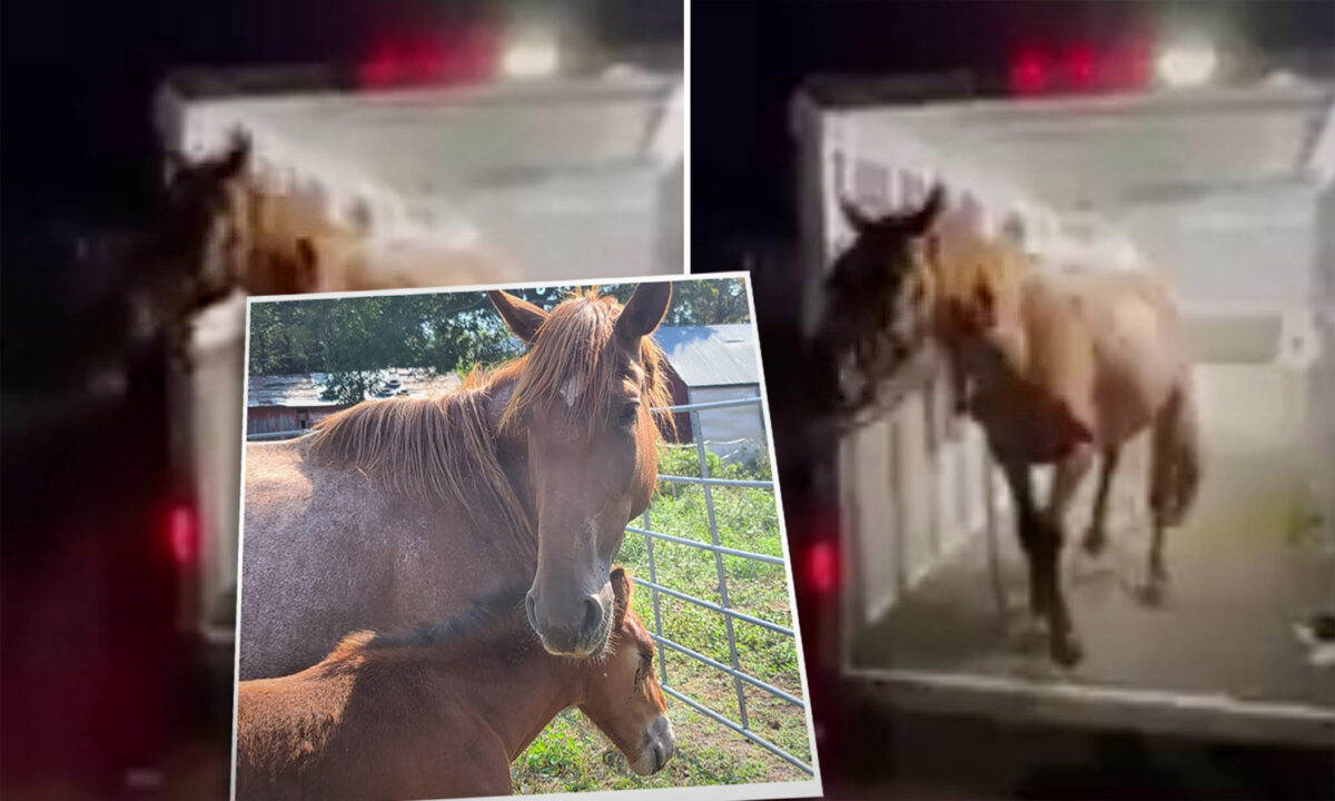 VIDEO: Baby Horse Joyfully Reunited With Mom by Rescuers Who Save Her ...