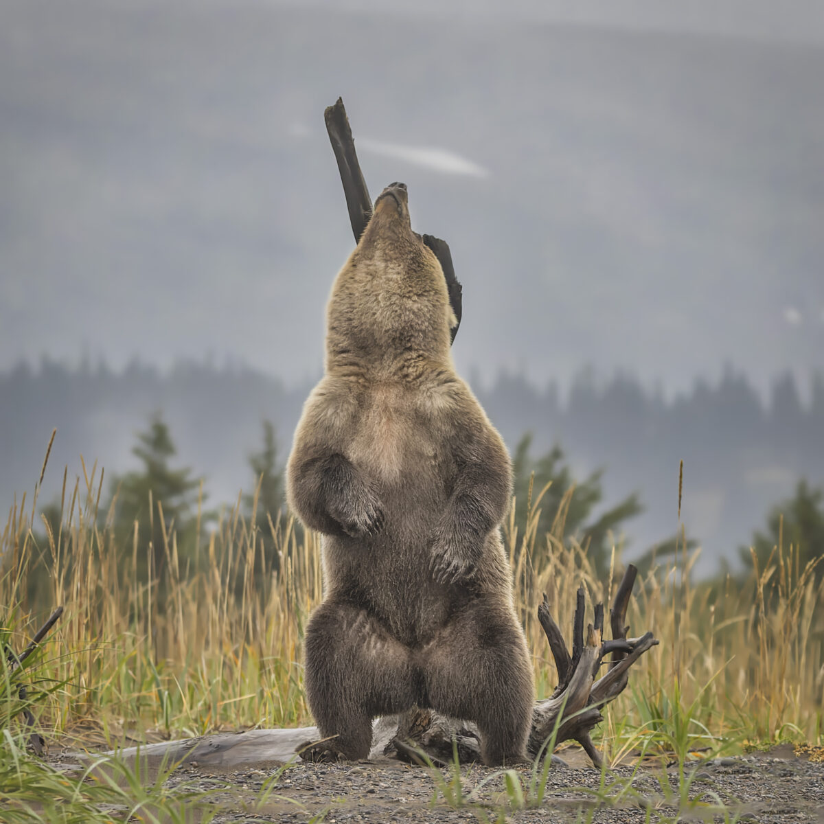Photos: Big Brown Bear Enjoys Scratching Itchy Back Against Tree Marked ...