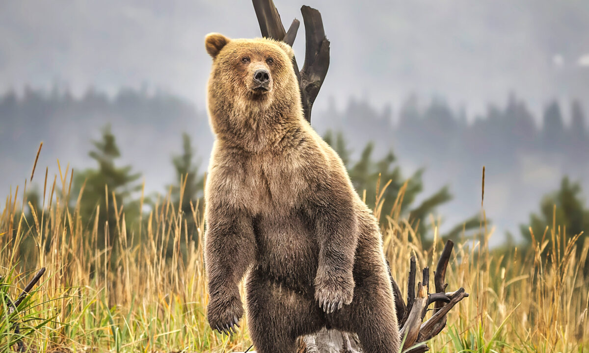 Photos: Big Brown Bear Enjoys Scratching Itchy Back Against Tree Marked ...