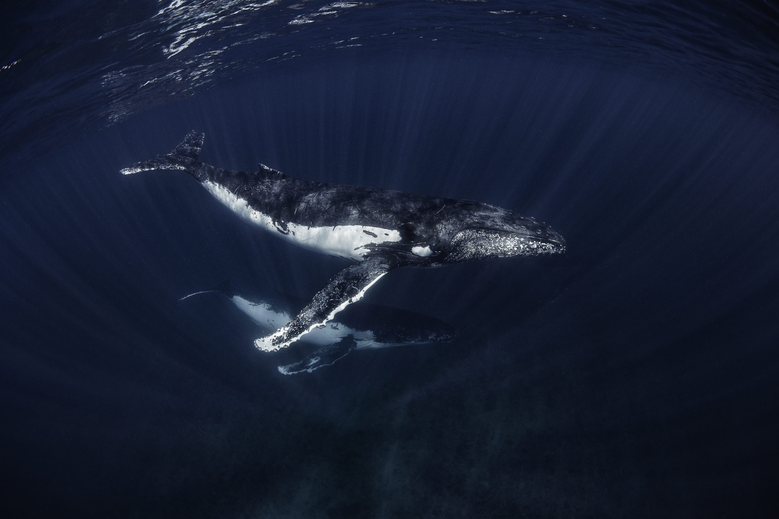 Winning Photos From 2022’s Ocean Photographer of the Year Awards Will ...