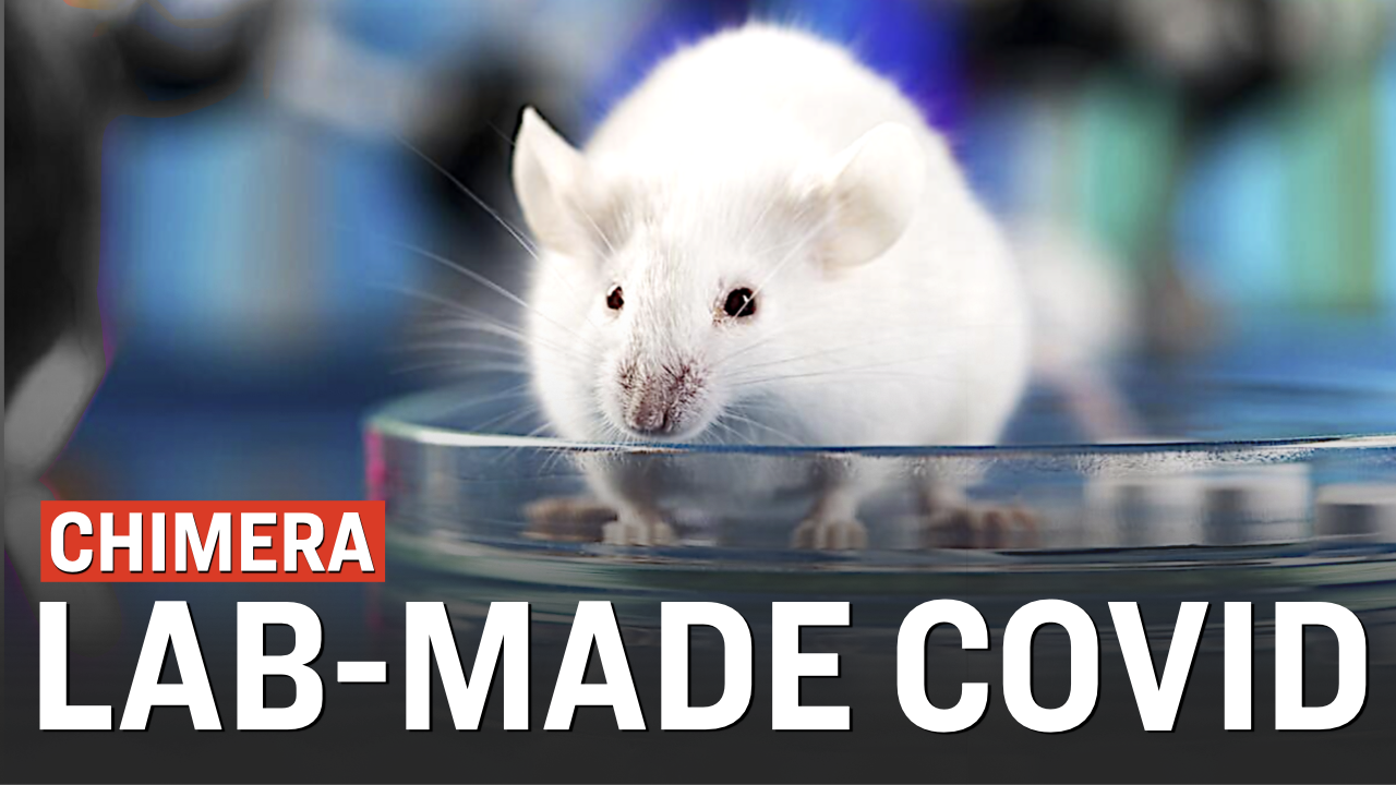 US Lab Creates ‘Chimera’ COVID Strain That Killed 80 Percent of Mice ...
