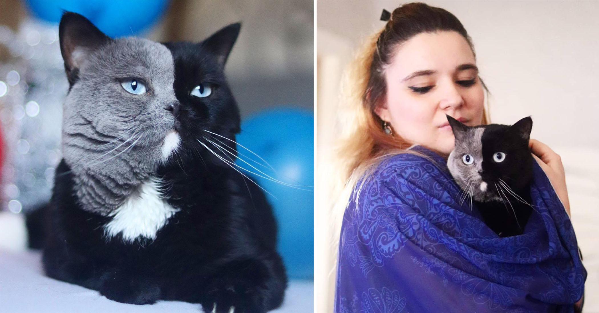 PHOTOS: Rare Cat With ‘Two-Faced’ Coloration Will Steal Your Heart—’He ...