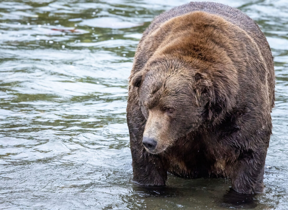 Stuffed With Salmon: Brown Bear ‘747’ Declared Champion of Annual ‘Fat ...