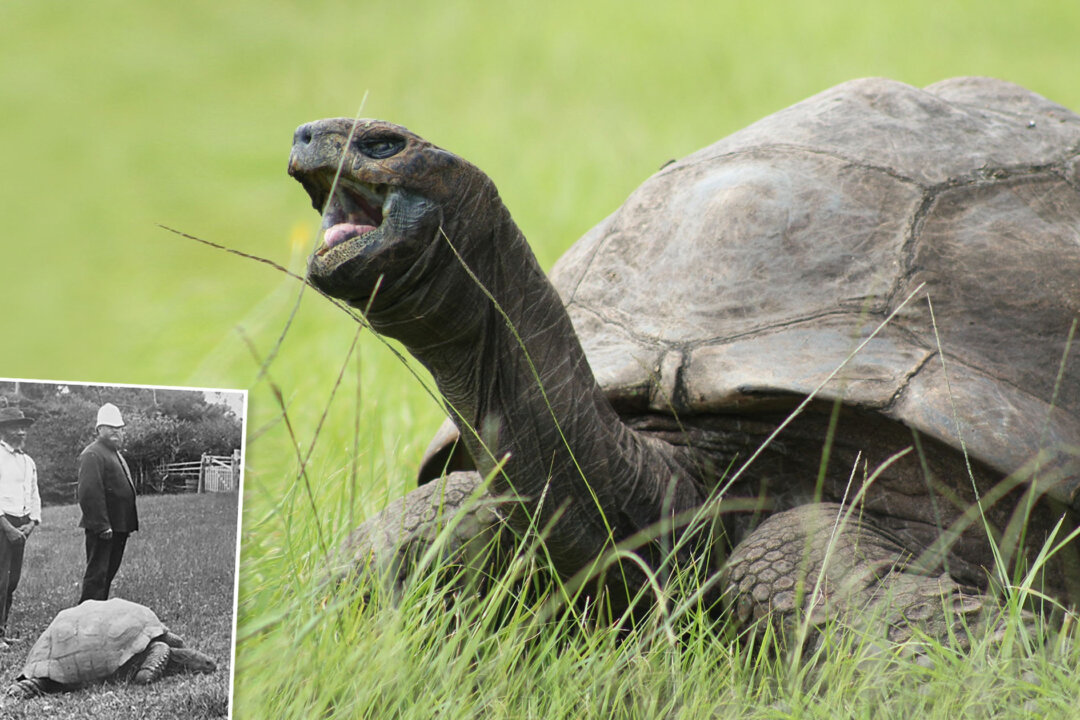 Meet the World’s Oldest Living Land Animal, Jonathan the Tortoise Who ...