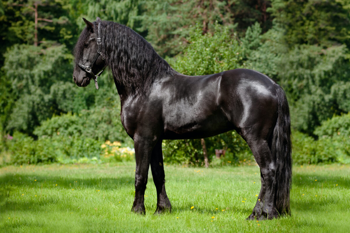 9 Breathtaking Draft Horse Breeds With Long Flowing Manes and ...