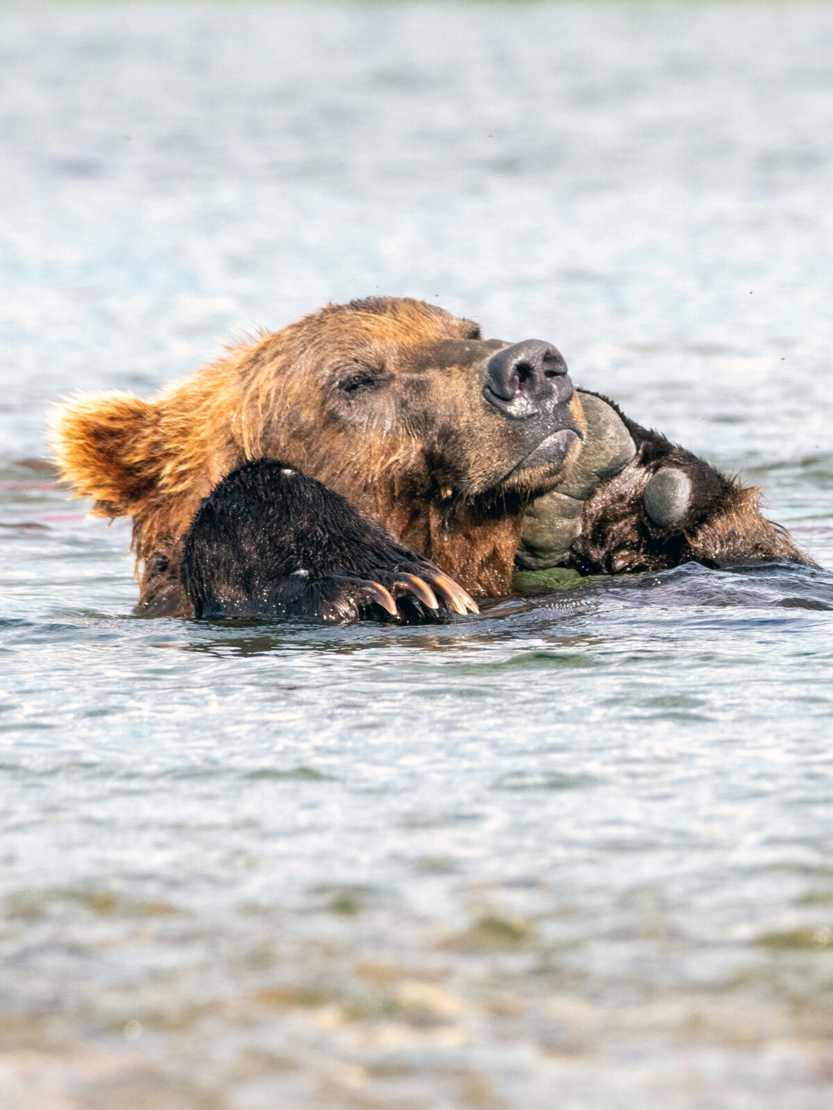 PHOTOS: Sleepy Bear Chills Out Floating in Alaska Lake With Paws Behind ...