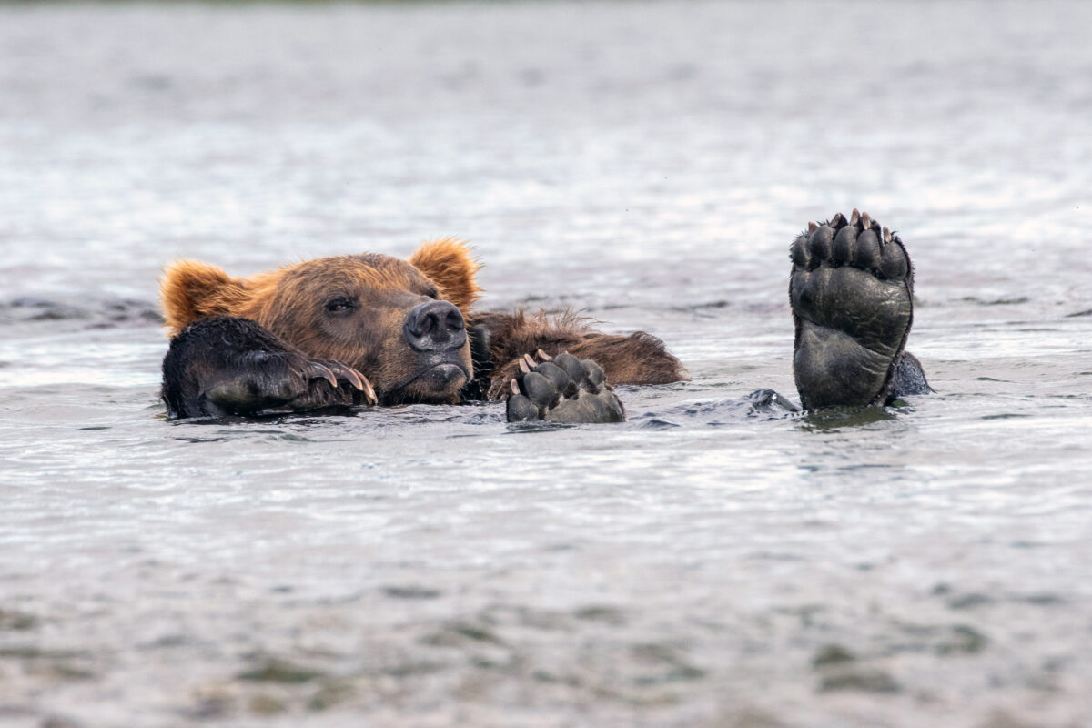 PHOTOS: Sleepy Bear Chills Out Floating in Alaska Lake With Paws Behind ...