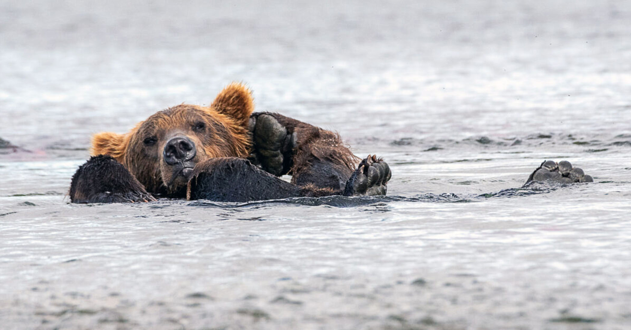 PHOTOS: Sleepy Bear Chills Out Floating in Alaska Lake With Paws Behind ...