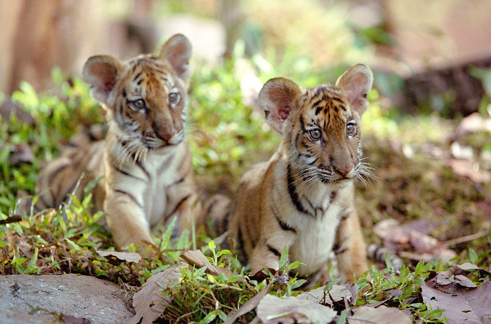 Popcorn and Inspiration: ‘Two Brothers’: ‘Tiger, Tiger, Burning Bright ...