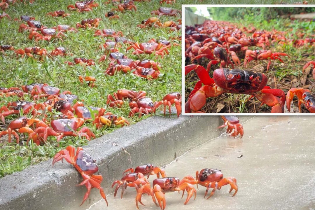 Millions of Red Crabs Create River of Red as They Begin Annual ...