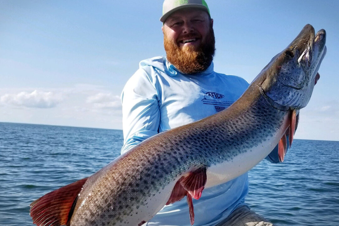 Angler Reels in Monster Muskie From Minnesota Lake, Garners State ...