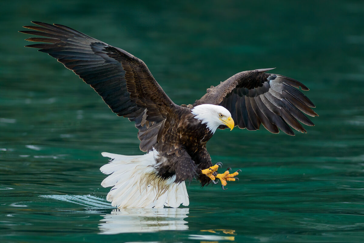 PHOTOS: Bird Photographer Captures Bald Eagles Hunting Fish From ...