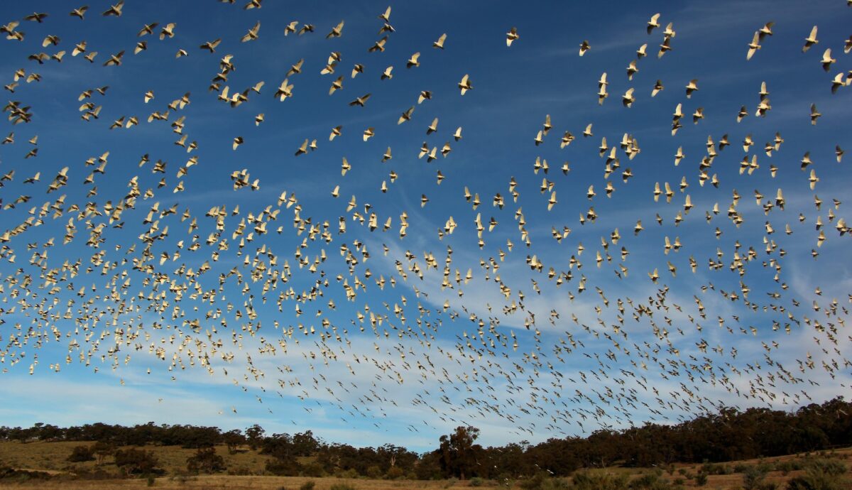 Winged Prism: Award-Winning Photos of Hummingbirds and Their Rainbow ...