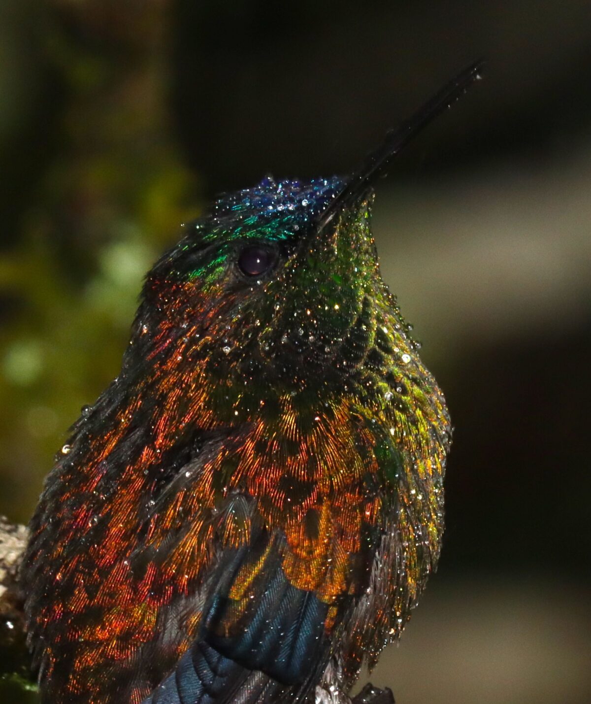 Winged Prism: Award-Winning Photos of Hummingbirds and Their Rainbow ...