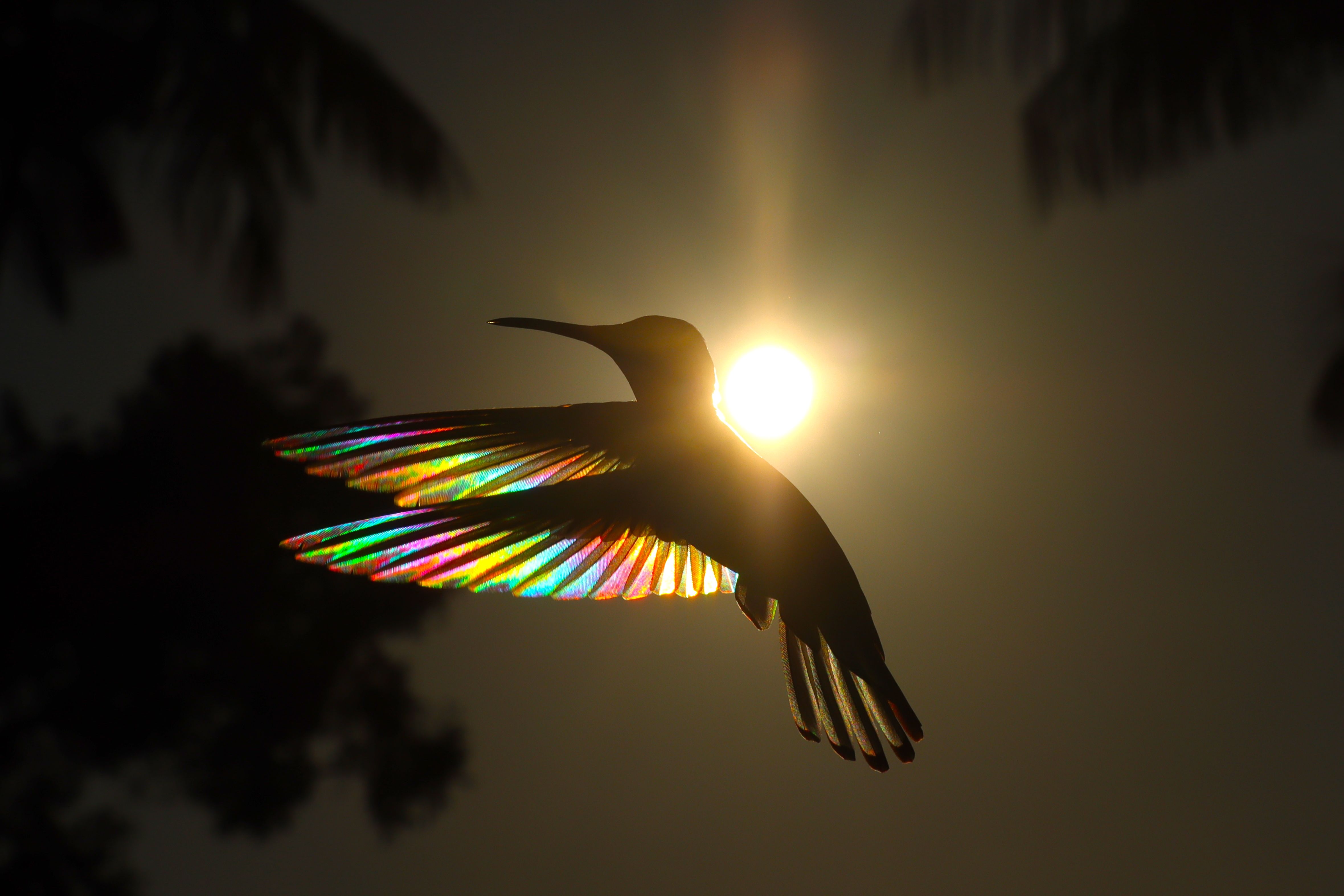 Winged Prism: Award-Winning Photos of Hummingbirds and Their Rainbow ...