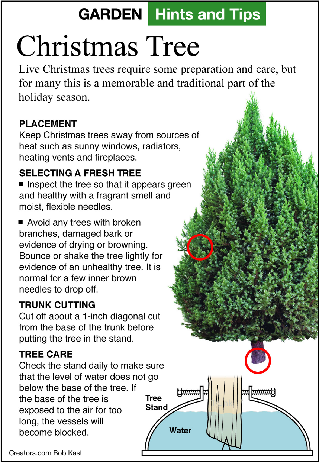 Choosing a Fresh Christmas Tree