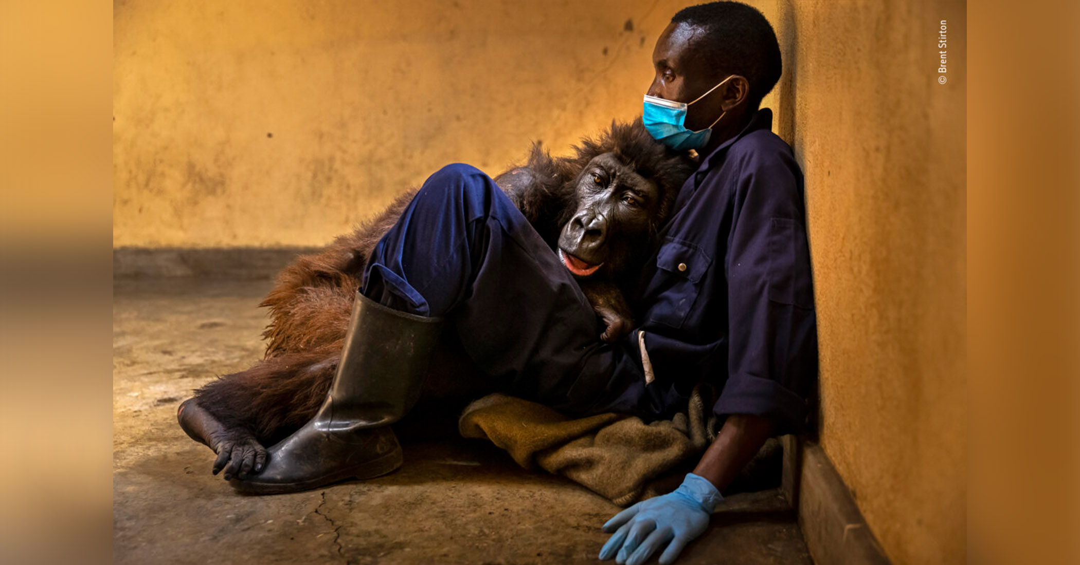 Wildlife Photographer of the Year 2022: Winning Photos of Once-in-a ...