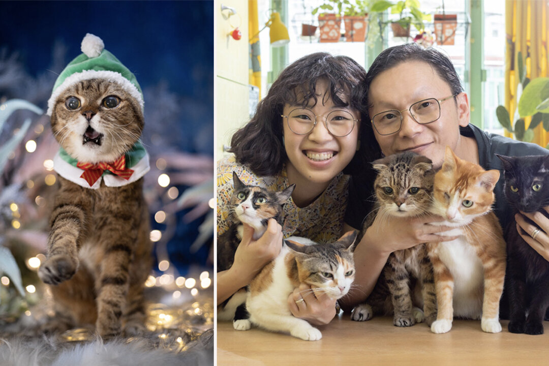 A Photographer’s Life With Cats | The Epoch Times