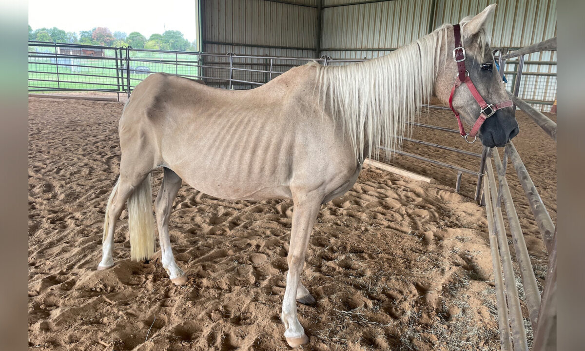 Severely Emaciated Mare Undergoes Incredible Transformation After Being ...