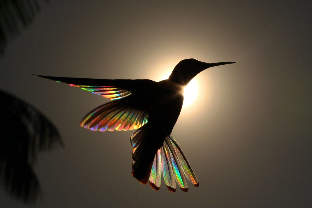 Winged Prism: Award-Winning Photos of Hummingbirds and Their Rainbow ...