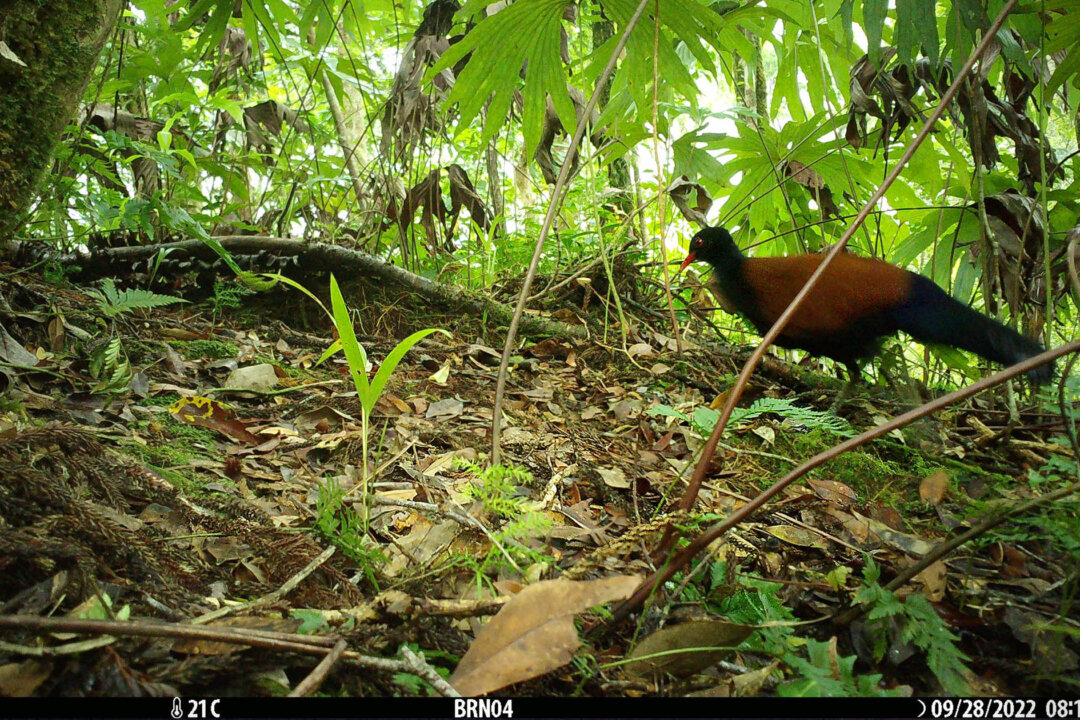 VIDEO: Exotic Multi-Colored Pigeon Caught on Camera for the First Time ...