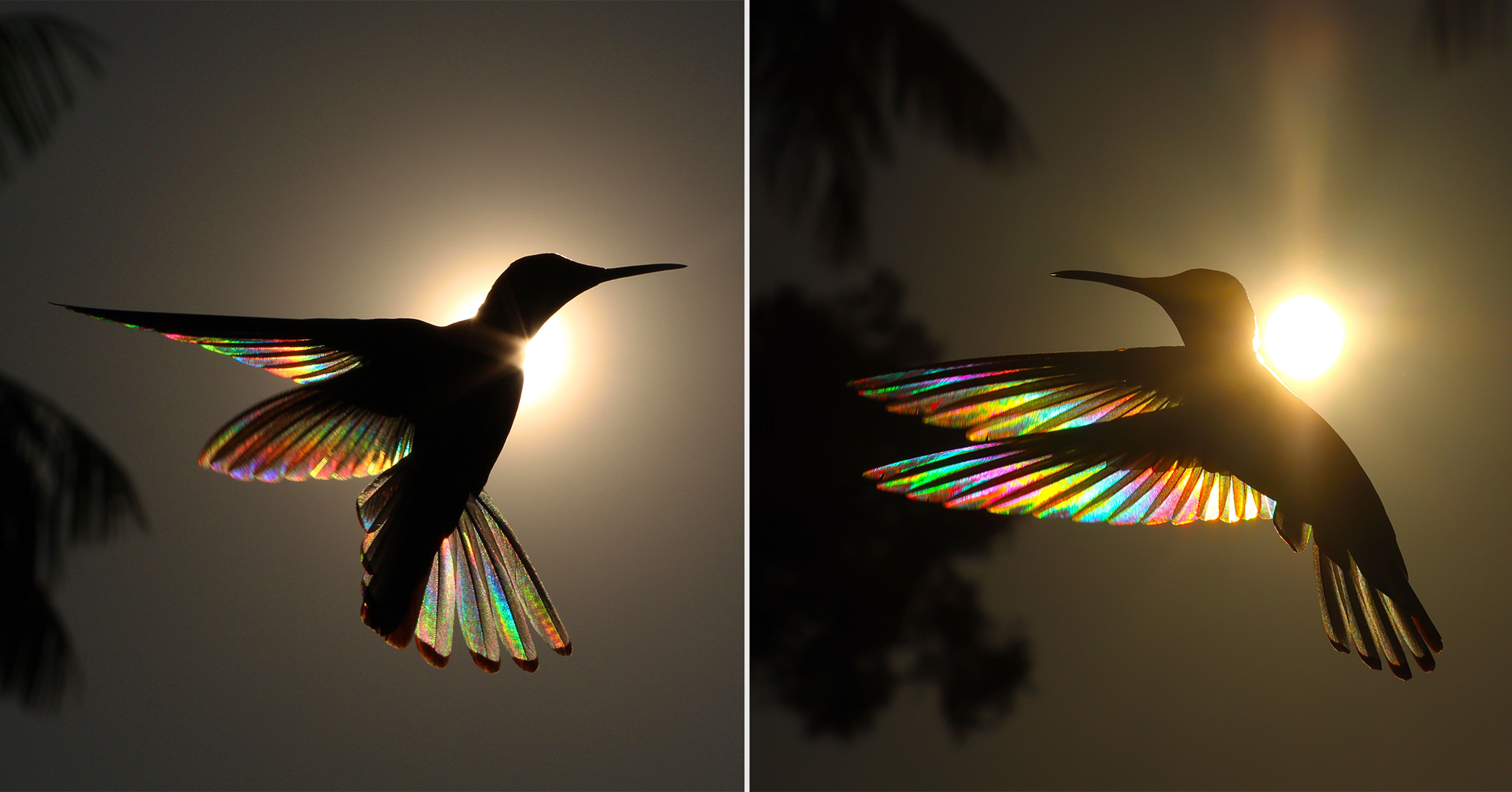 Winged Prism: Award-Winning Photos of Hummingbirds and Their Rainbow ...