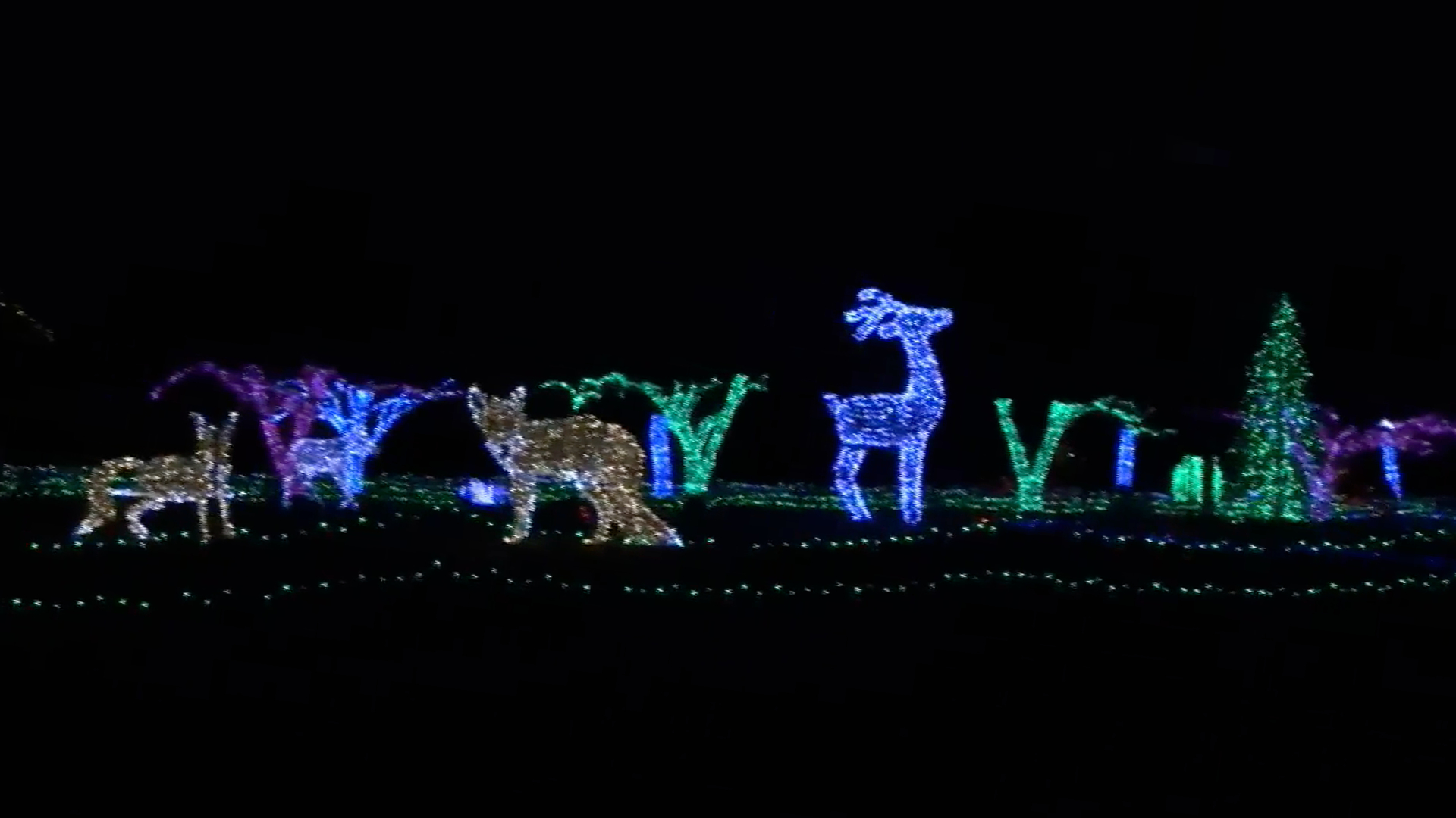 Holiday Light Show at Detroit Zoo | EpochTV