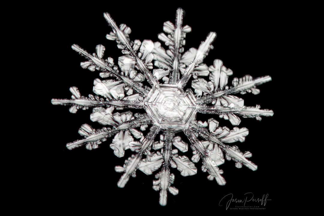 Colorado Man’s Close-Up Photos of Perfect 12-Point Snowflakes Look ...
