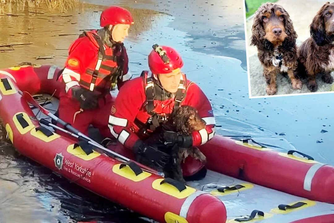 Cocker Spaniel Is Rescued From a Frozen Lake After His Own Puppy Alerts ...