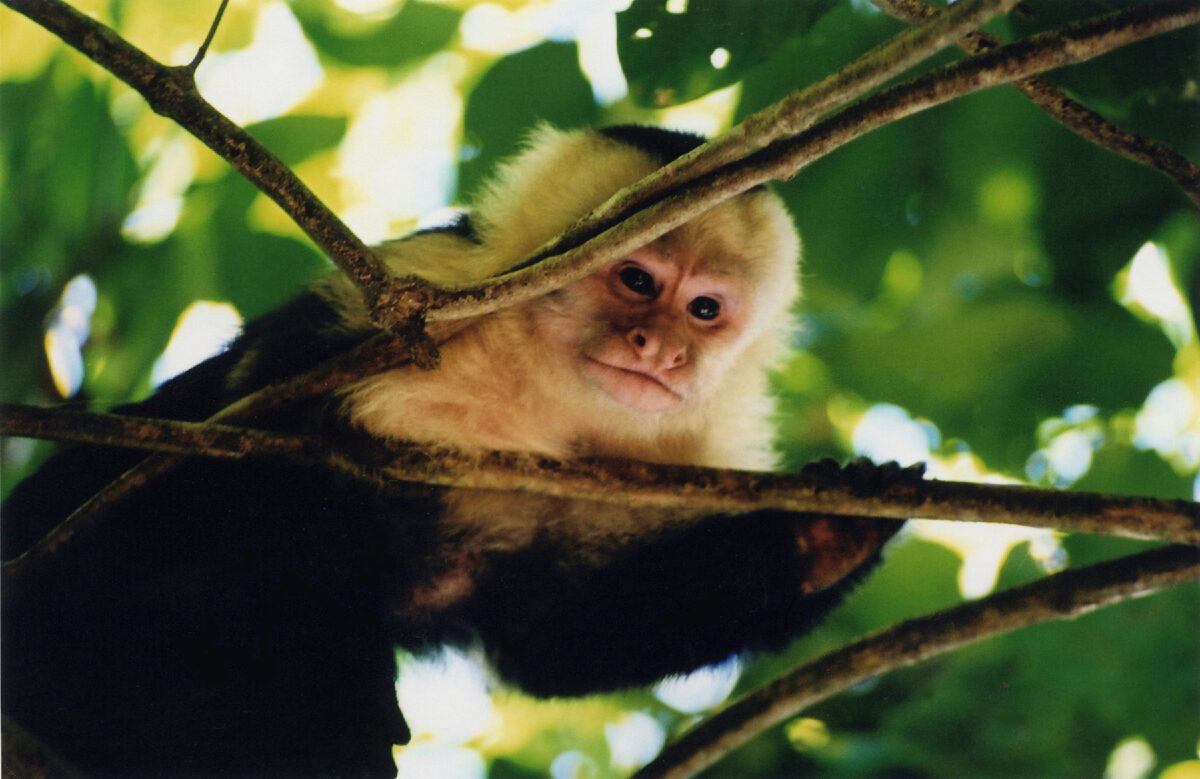 A Remote Jungle Experience in the Amazon