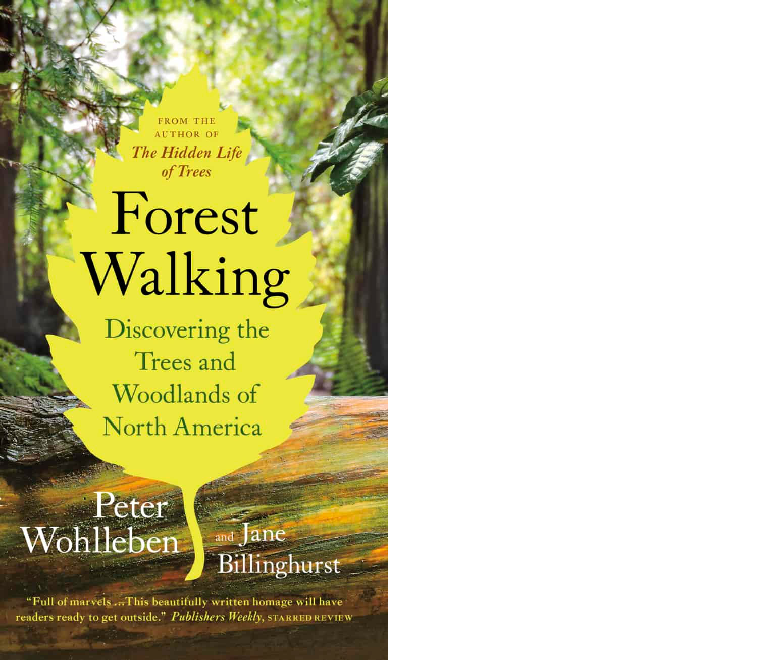 Book Review: ‘Forest Walking: Discovering the Trees and Woodlands of ...