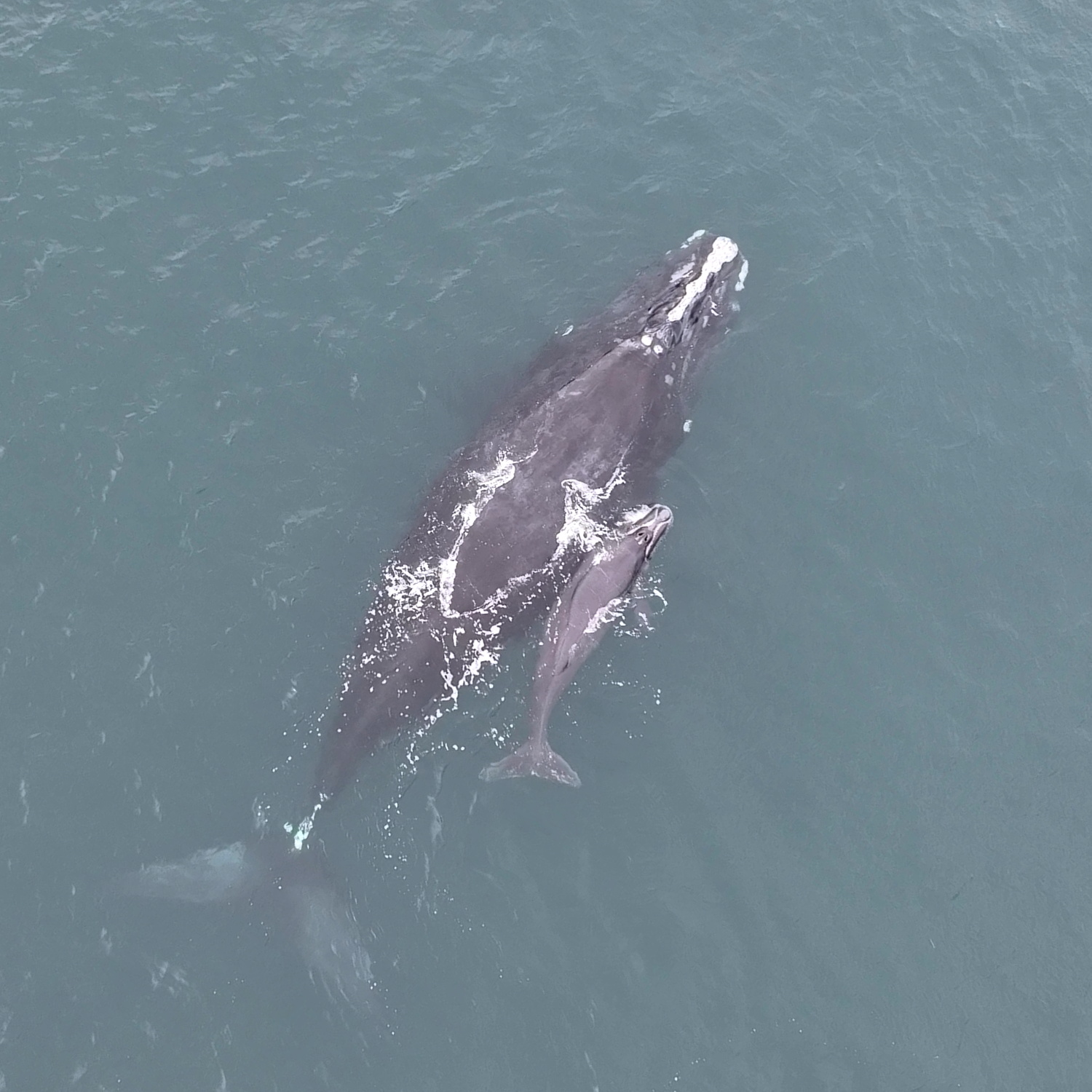 VIDEO: Meet the First Right Whale Calves of the Season—But With 70 Moms ...