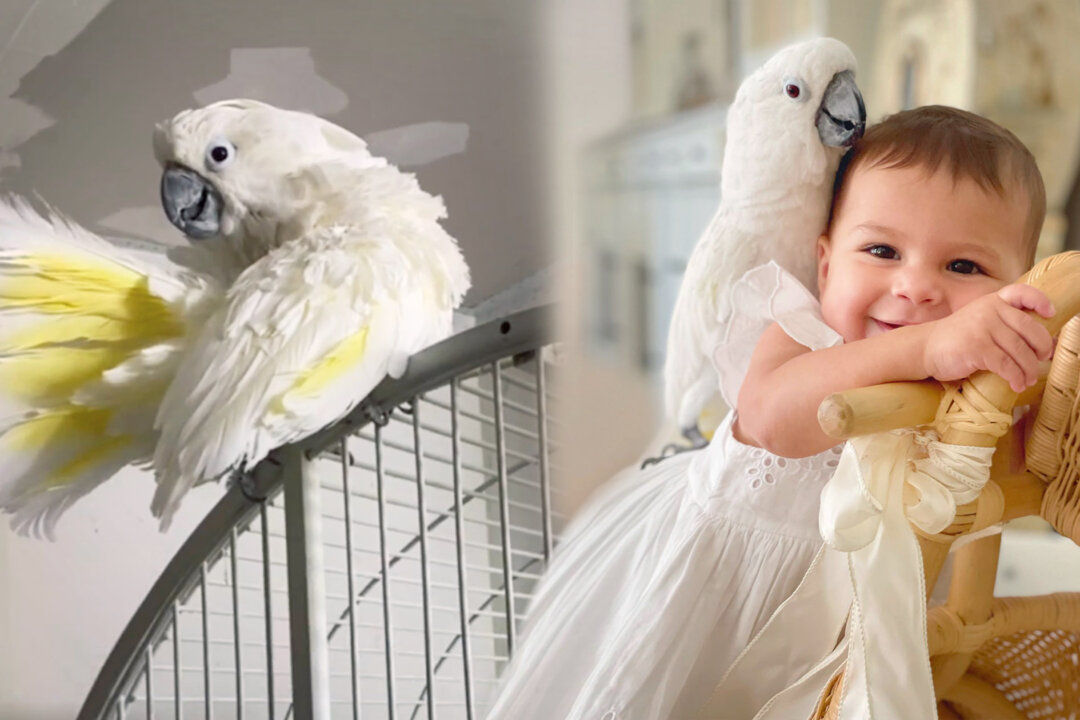Sad 53-Year-Old Cockatoo Rescued From a Basement Is Now in Love With ...