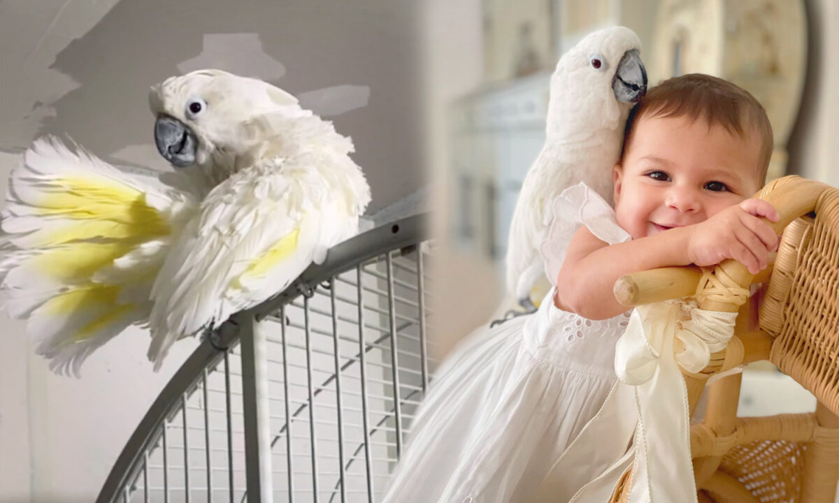 Sad 53-Year-Old Cockatoo Rescued From a Basement Is Now in Love With ...