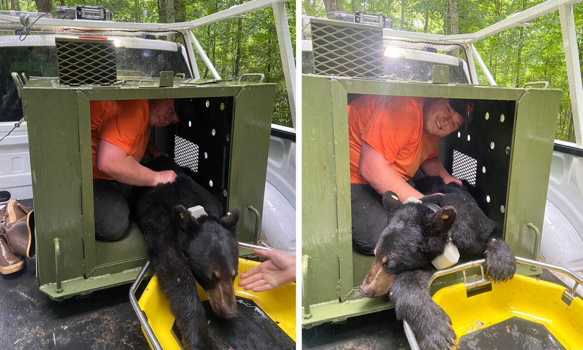 Black Bear Relocated for Her Own Good Treks 1,000 Miles, Crosses 4 ...