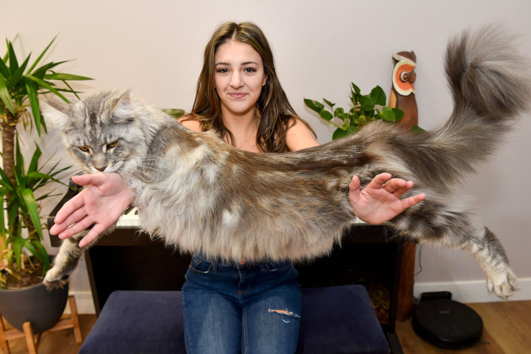 PHOTOS: Everyone Thinks This Enormous 24-Pound Cat Is a Lion, and He’s ...