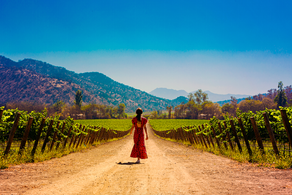 Impossible Causes and Lost Grapes: A Visit to Chile’s Santa Rita Winery