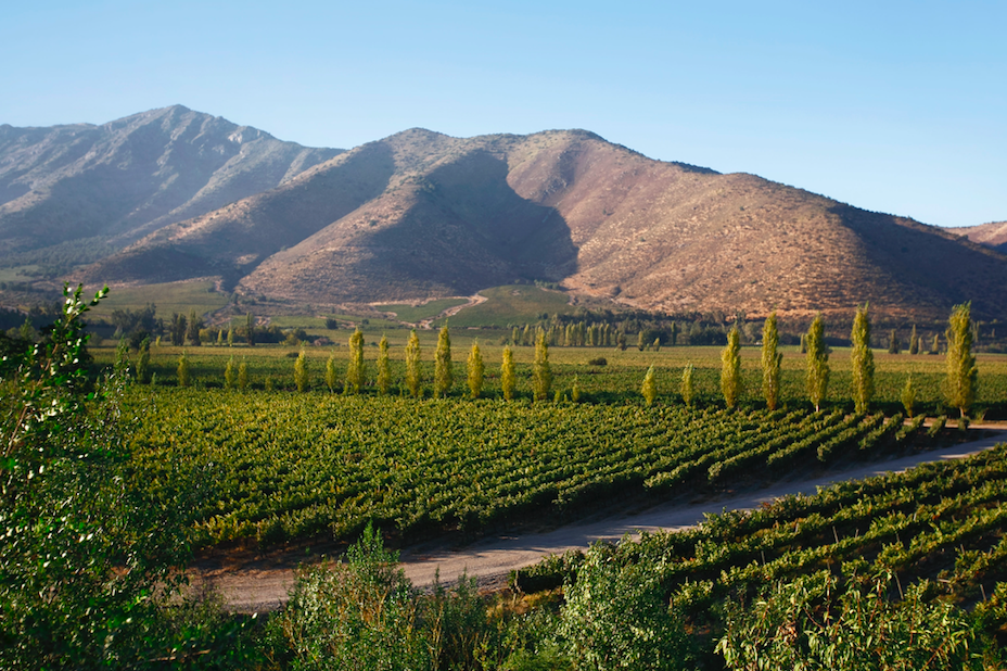 Impossible Causes and Lost Grapes: A Visit to Chile’s Santa Rita Winery
