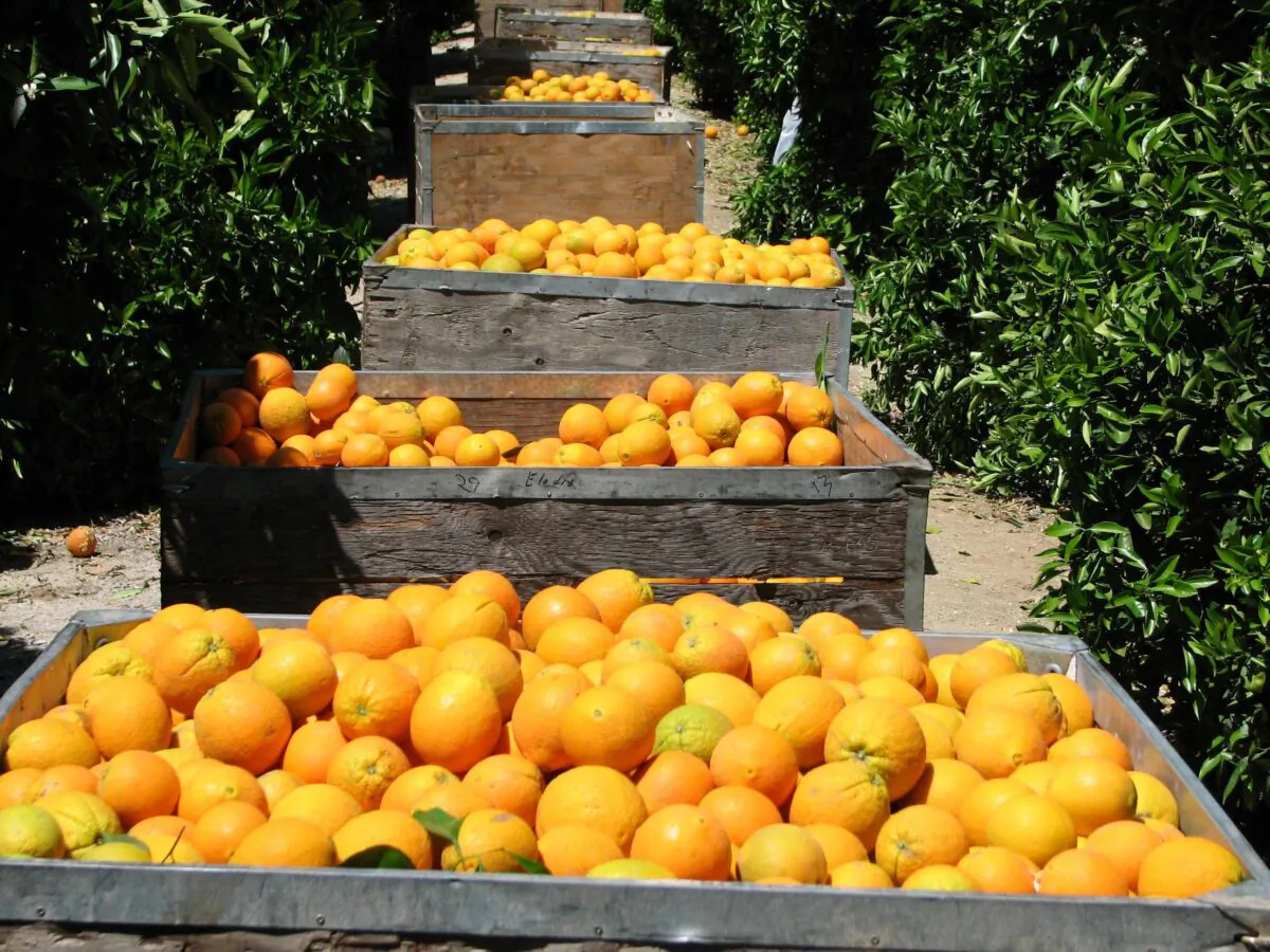 Mail-Order Citrus: Pearson Ranch Delivers California Sunshine From ...