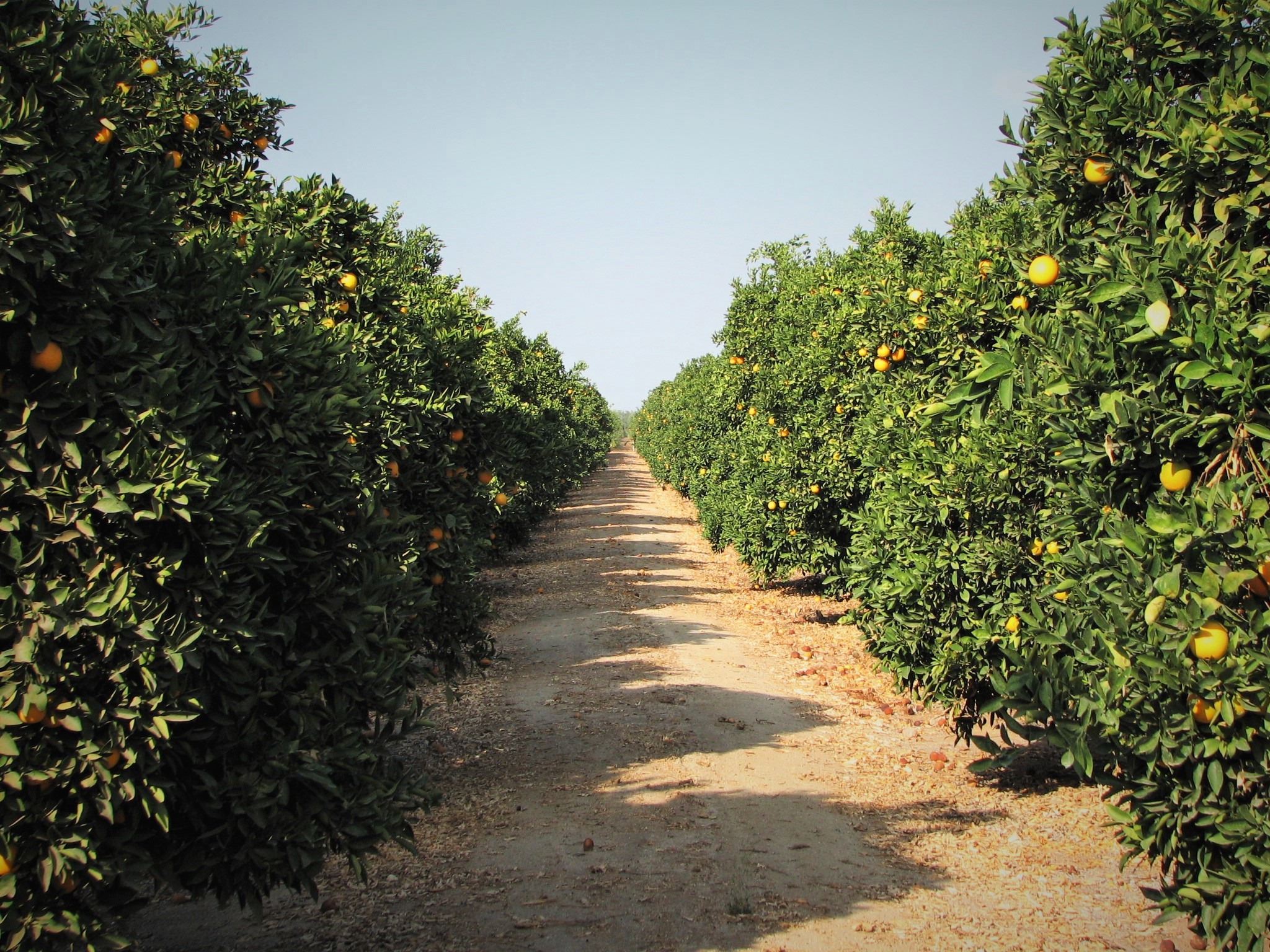 Mail-Order Citrus: Pearson Ranch Delivers California Sunshine From ...