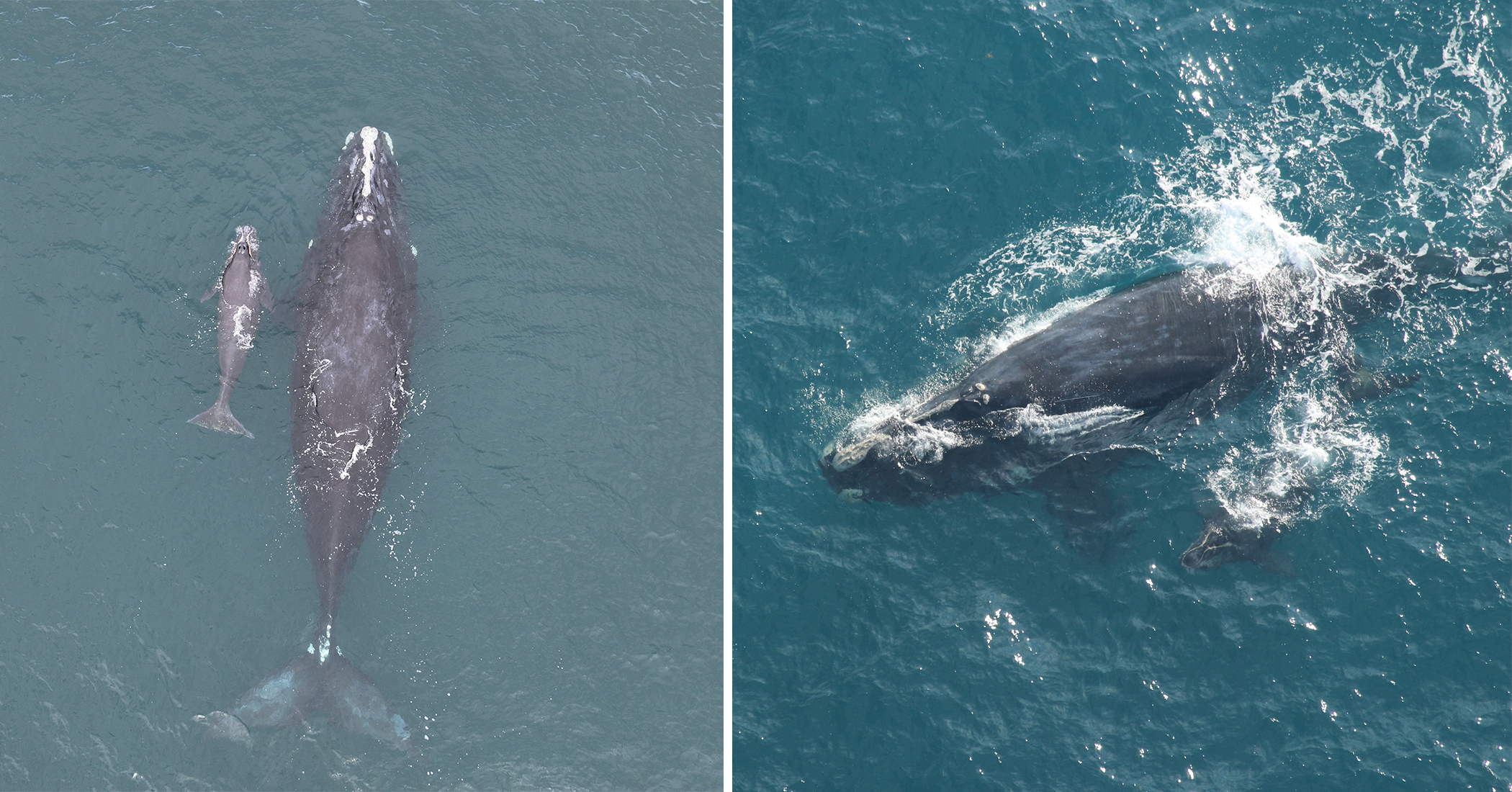 VIDEO: Meet the First Right Whale Calves of the Season—But With 70 Moms ...