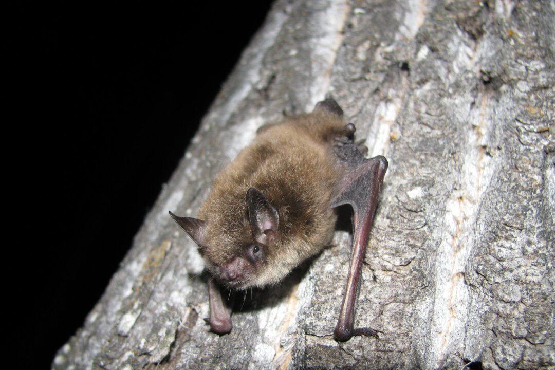 Toronto Public Health Looking for Person Who ‘Physically Handled’ Bat ...