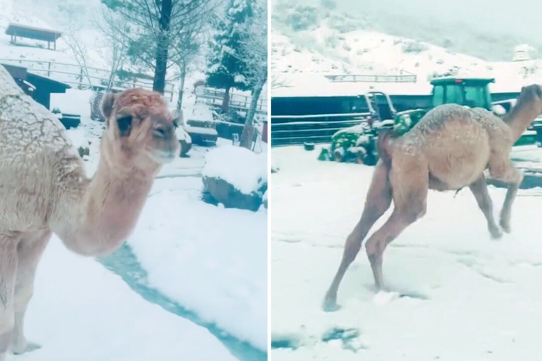 VIDEO: Baby Camel Jumps for Joy Seeing Snow for the First Time, Runs to Call His Goat Friends ...