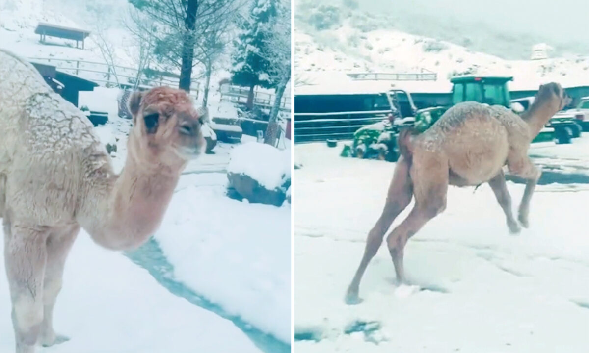 VIDEO: Baby Camel Jumps for Joy Seeing Snow for the First Time, Runs to ...
