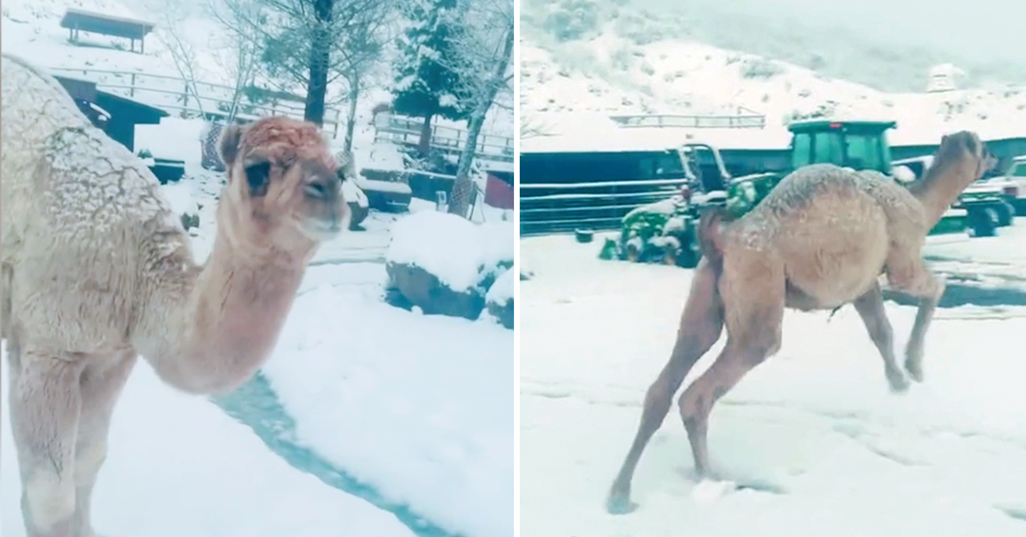 VIDEO: Baby Camel Jumps for Joy Seeing Snow for the First Time, Runs to ...
