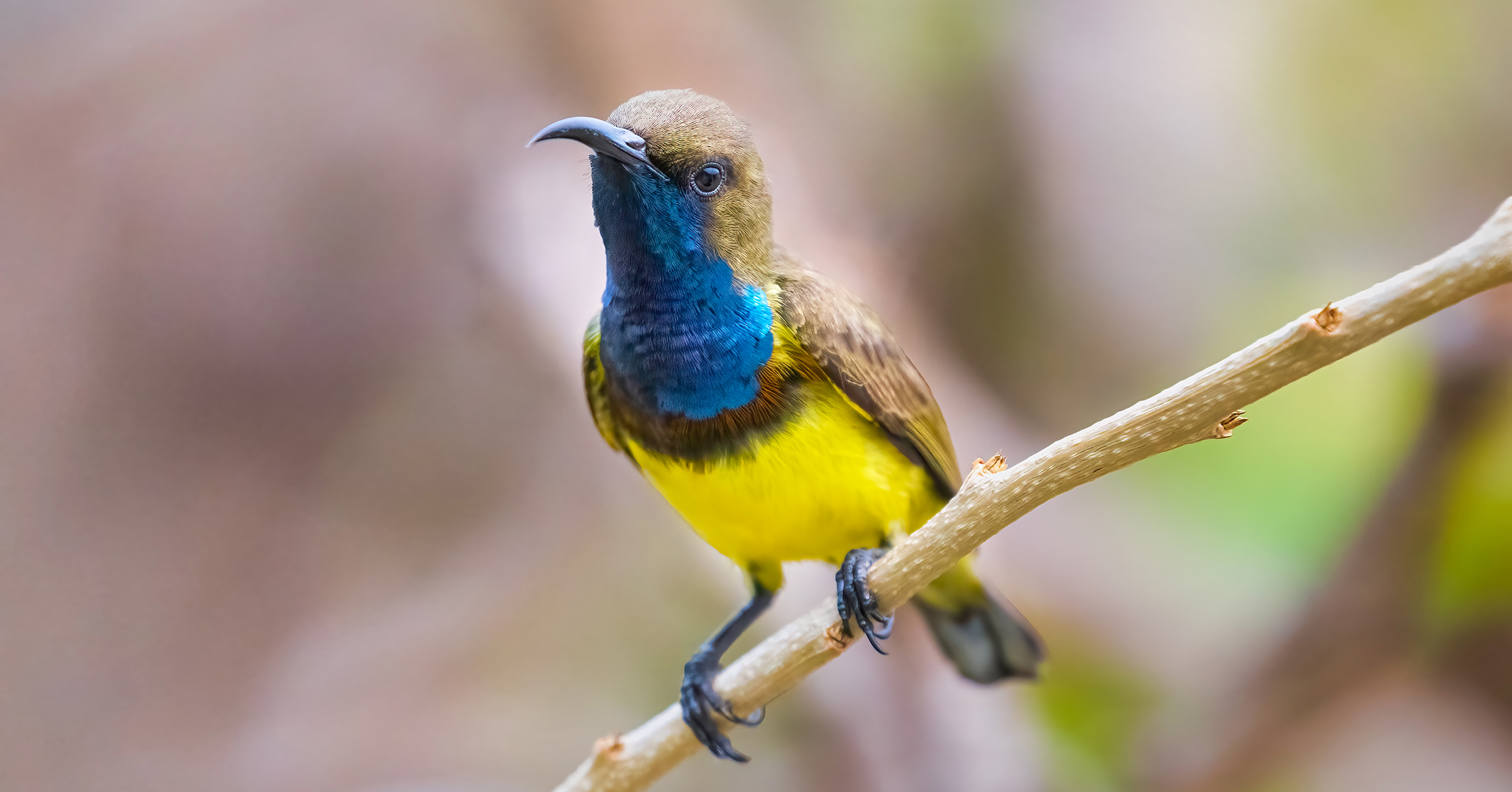 The Metallic Blue and Yellow Olive-Backed Sunbird Has a Secret Feature ...