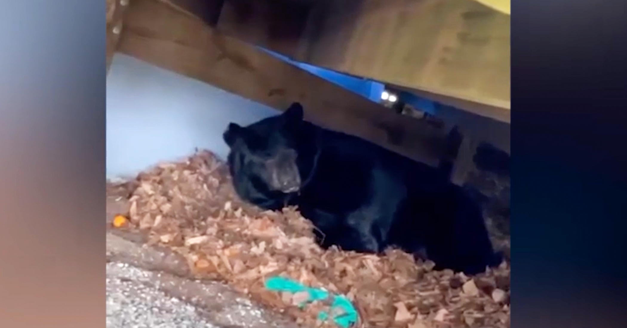 Connecticut Family Shocked to Find a Bear Under Their Backyard Deck but ...