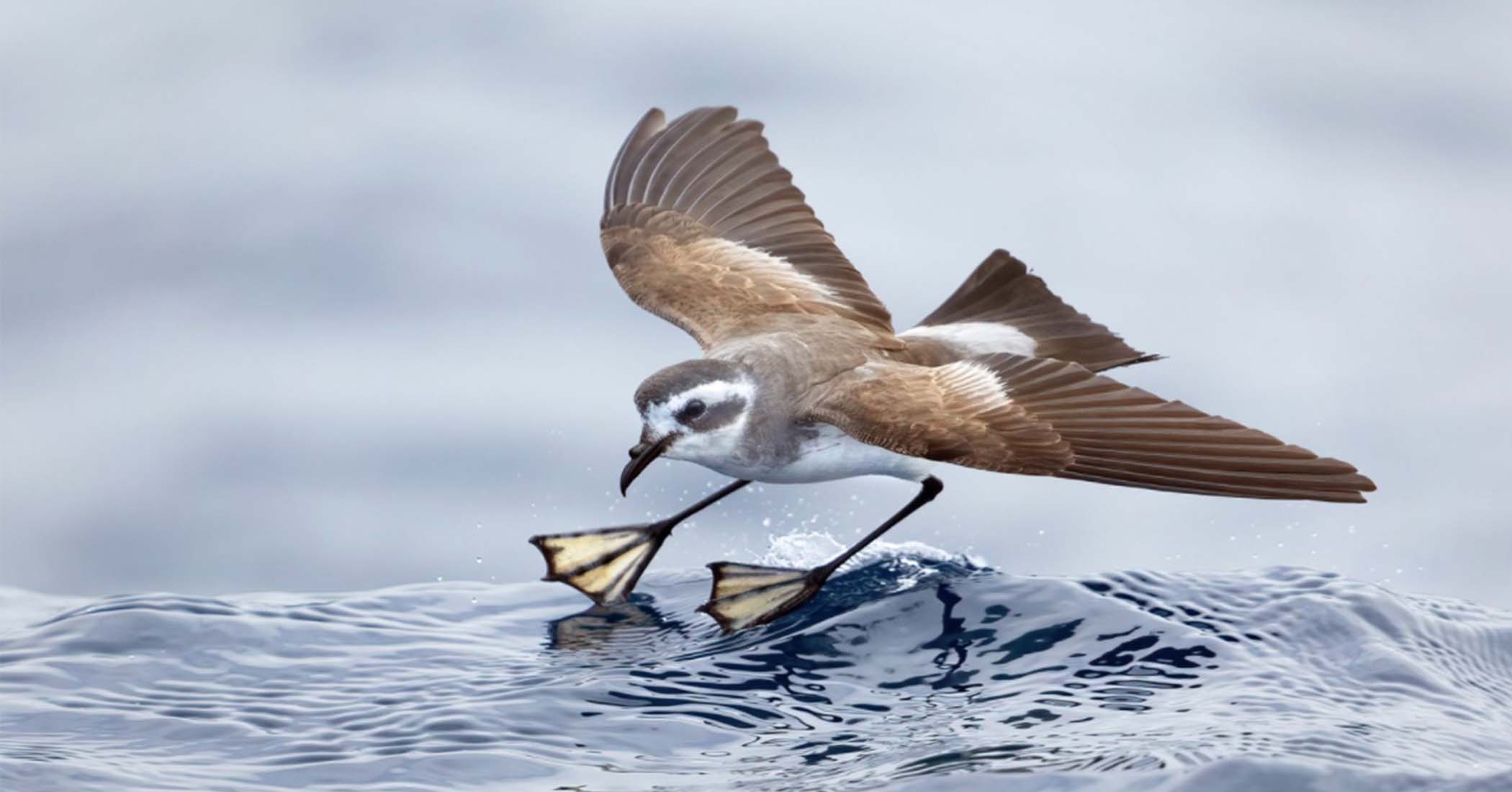 Feast Your Eyes: BirdLife Australia Photography Awards Showcase the ...