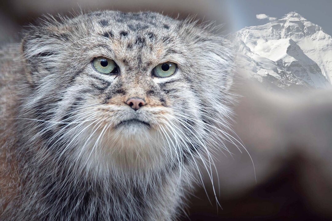 2 Rare Pallas’s Cats Found Somehow Living on Mount Everest—And Their ...